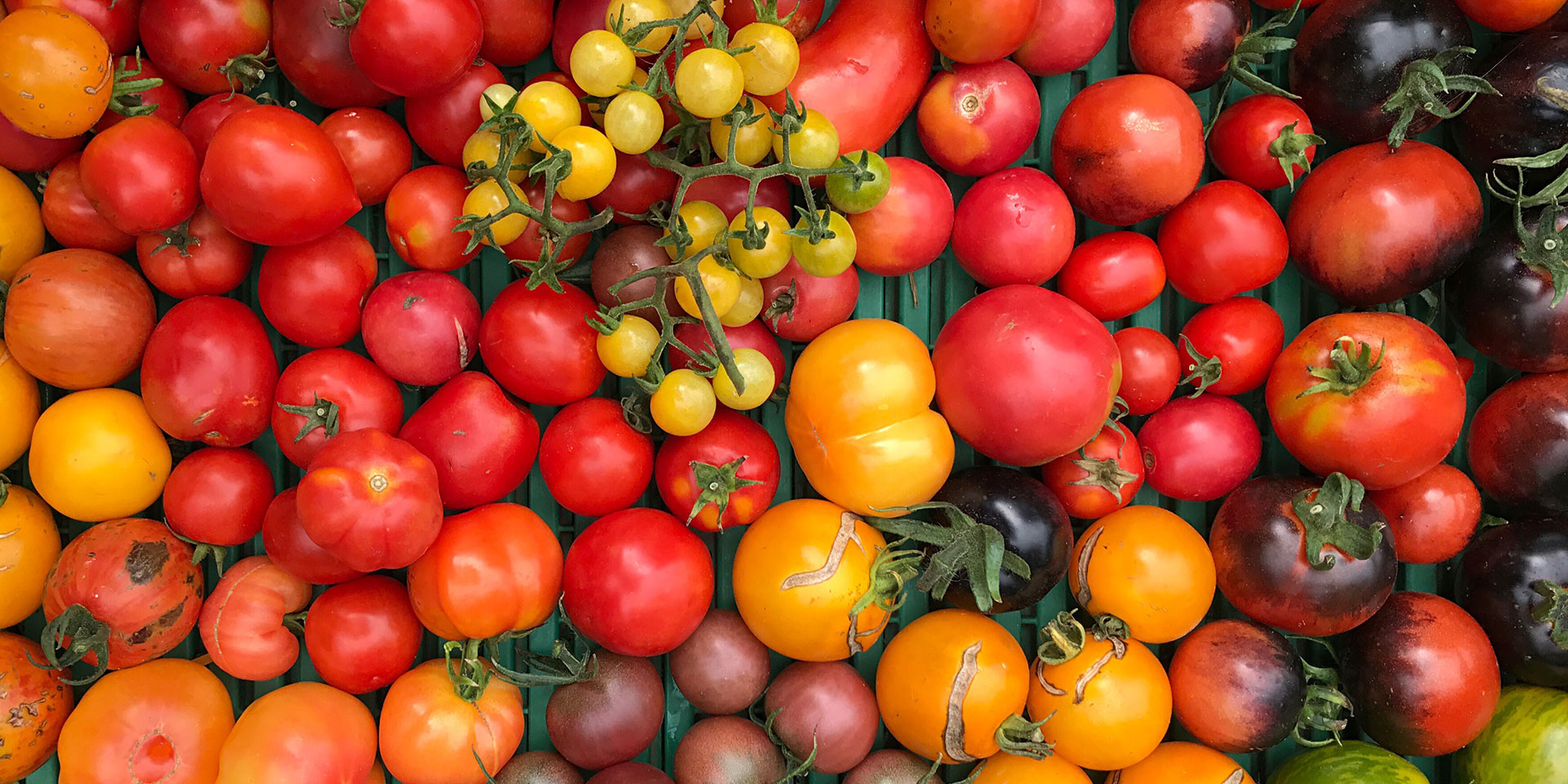 Accueil • TOMATO & CO